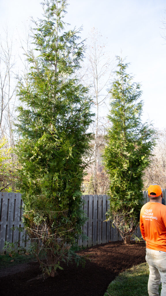 Invasive Plant Species Removal in St Louis